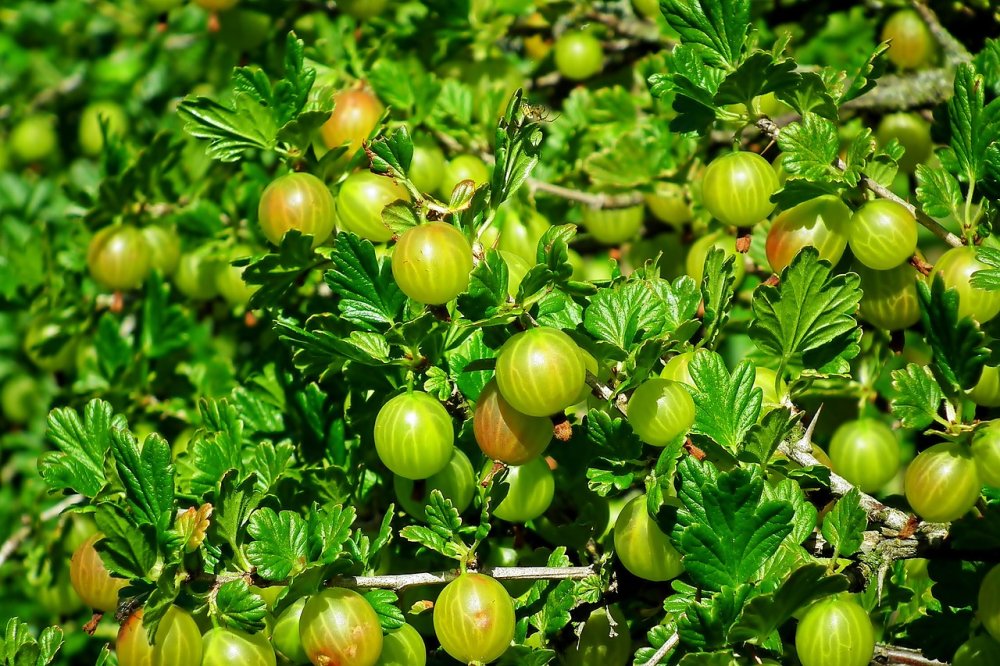 Egreš obyčajný (Grossularia uva-crispa)| zahradnici.sk