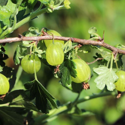 Egreš obyčajný ´MUCURINES´| 30-60 cm| zahradnici.sk
