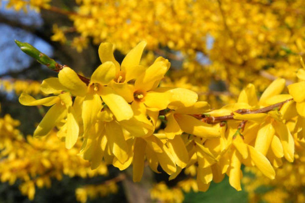 Zlatý dážď ´FIESTA´ | 30-50 cm | zahradnici.sk