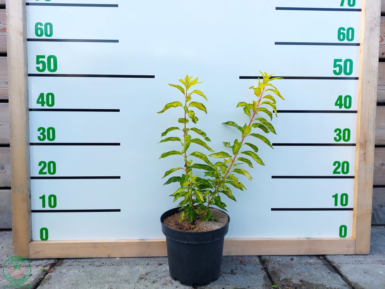 Zlatý dážď ´FIESTA´ | 30-50 cm | zahradnici.sk