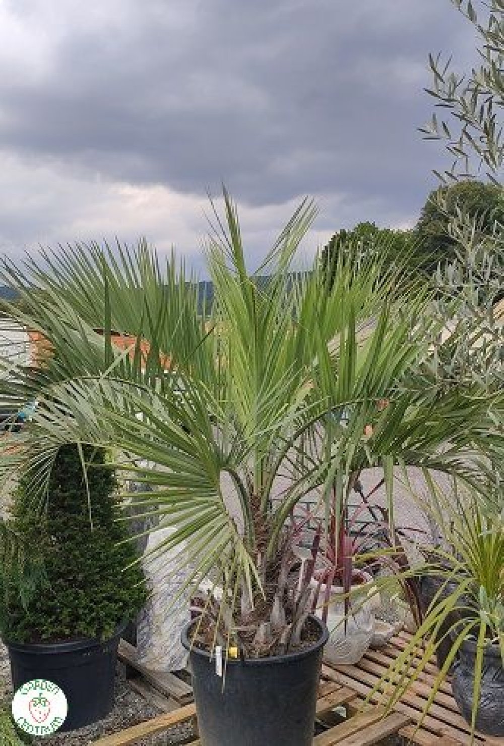 Butia Capitata | 170 cm | zahradnici.sk