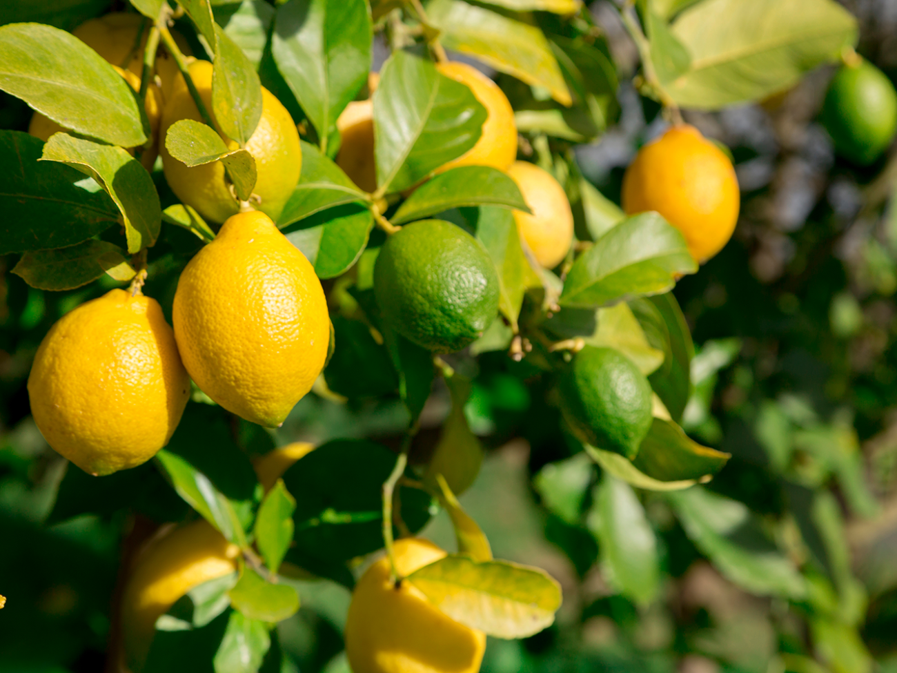 Citrónovník ´VERNA´ | 100-130 cm | zahradnici.sk