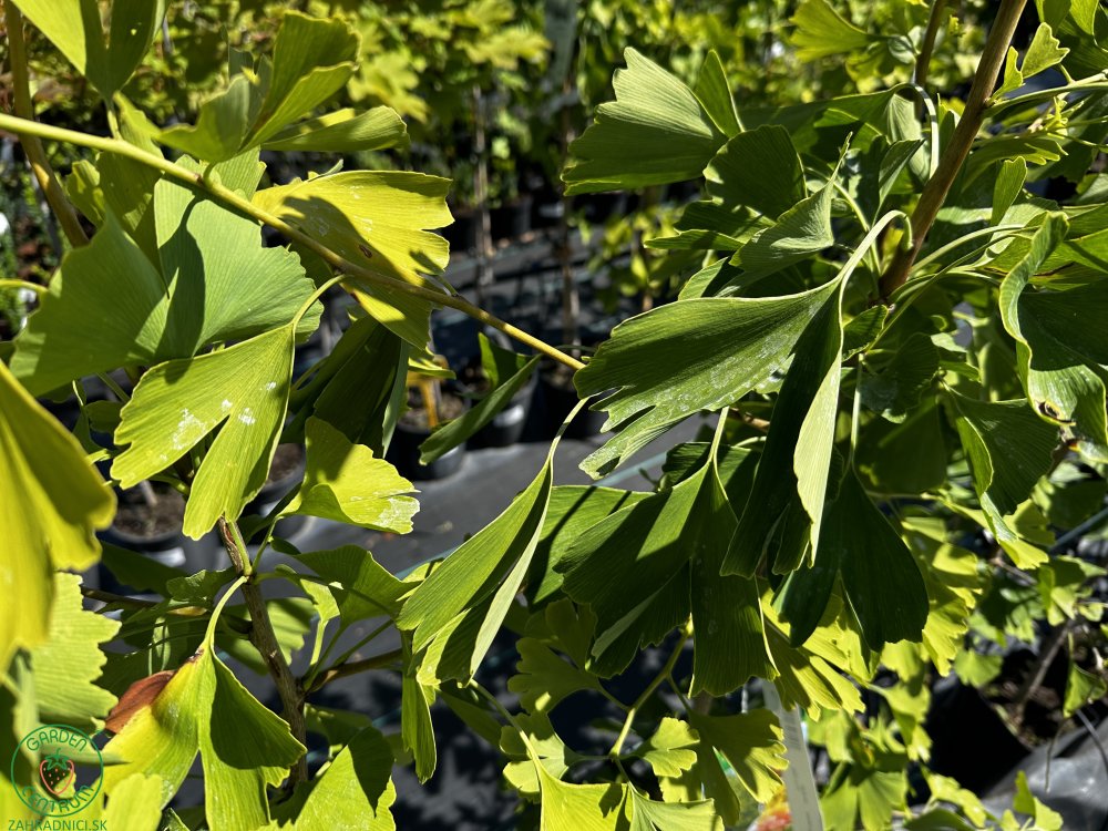Ginko dvojlaločné (Ginkgo biloba) |130-150 cm| zahradnici.sk