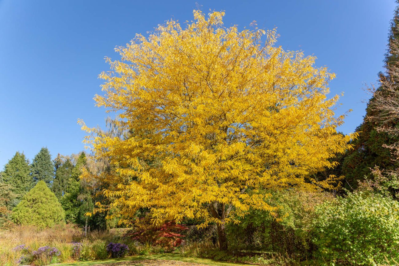 Gledíčia beztŕňová ´SKYLINE´ | 200-250 cm | zahradnici.sk