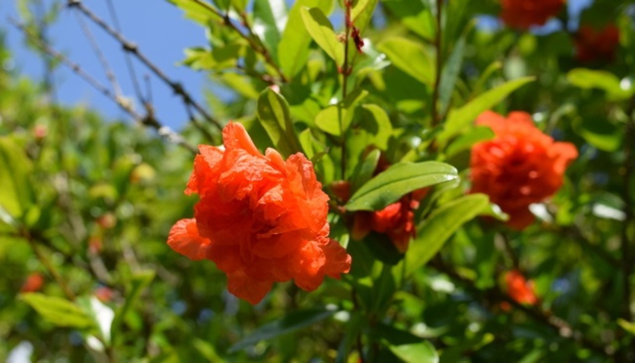 Granátovník púnsky ´PLENIFLORA´ | 80-120 cm | zahradnici.sk