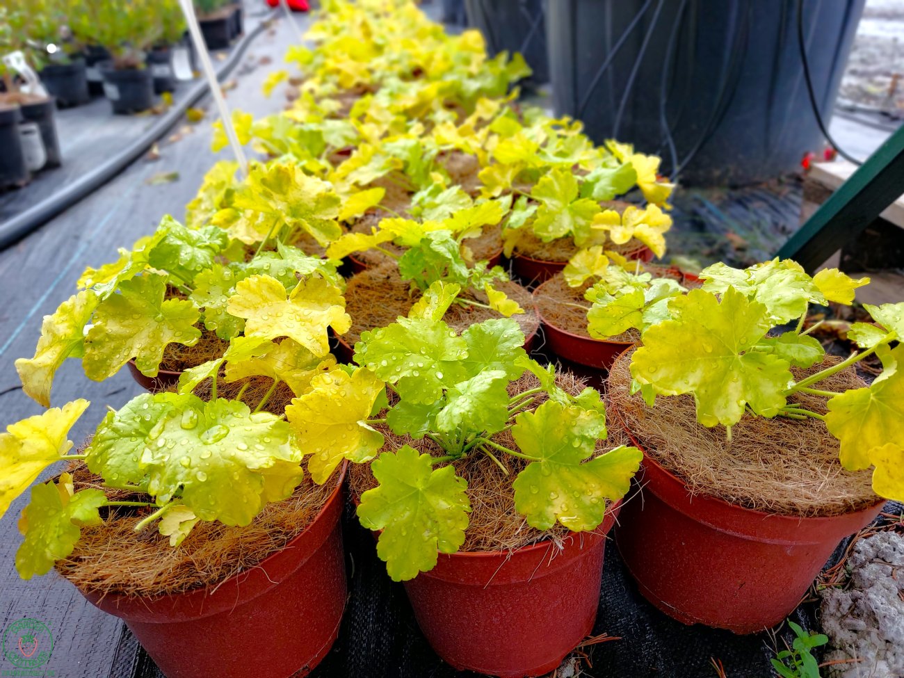 Heuchera hybridná ´WORLD CAFFE LIME AMERICANO´® | 5-10 cm, ⌀ 20-30 cm ...