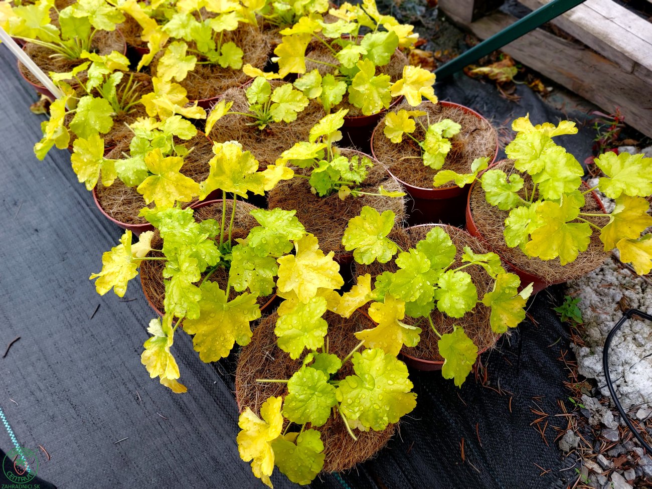 Heuchera hybridná ´WORLD CAFFE LIME AMERICANO´® | 5-10 cm, ⌀ 20-30 cm ...