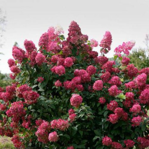 Hortenzia metlinatá ´WIM´S RED´| 80-120 cm| zahradnici.sk