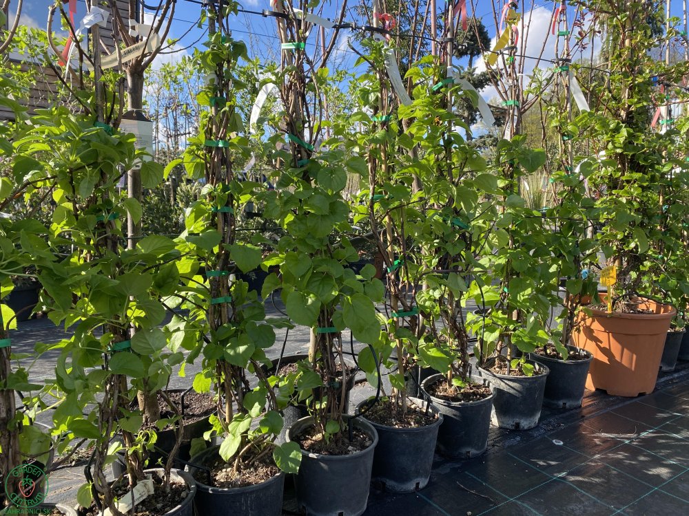 Hortenzia popínavá | 100-130 cm | zahradnici.sk