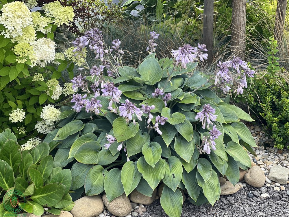 Funkia (Hosta plantaginea) ´FRAGRANT BLUE´ | zahradnici.sk