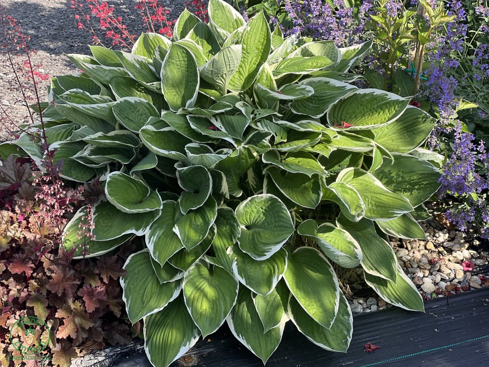 Funkia (Hosta) ´FRANCE´ | zahradnici.sk