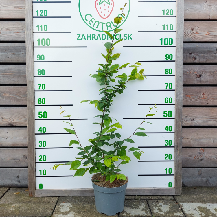 Hrab obyčajný | 90-120 cm | zahradnici.sk