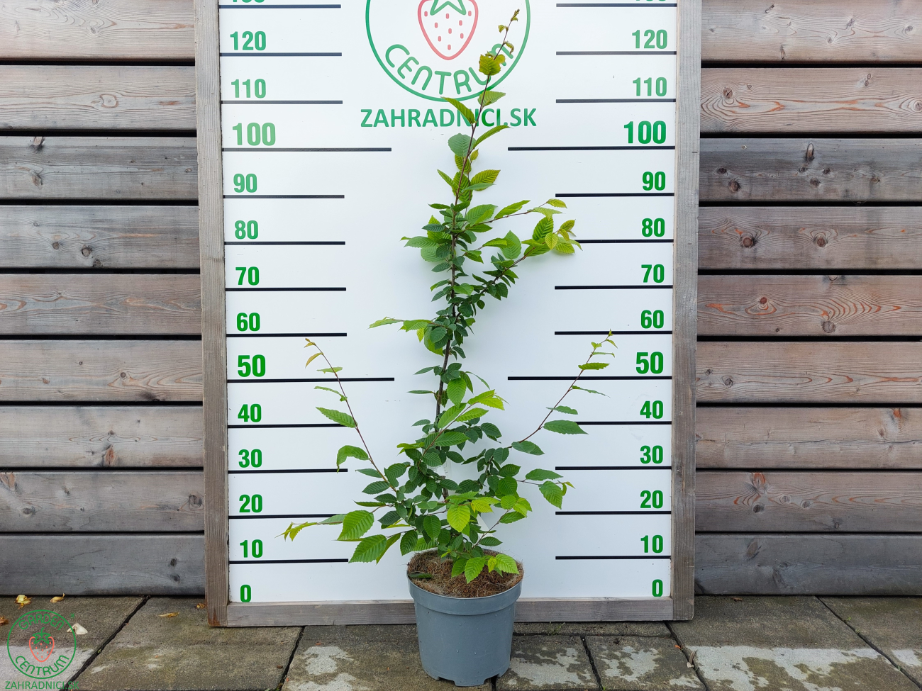 Hrab obyčajný | 90-120 cm | zahradnici.sk