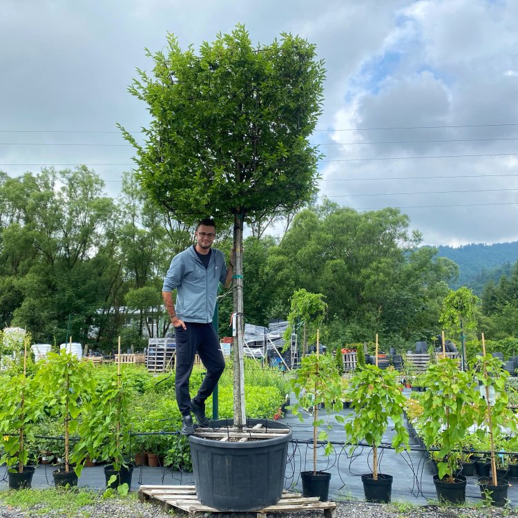 Hrab obyčajný ´PYRAMIDALIS´ | 300-350 cm | zahradnici.sk