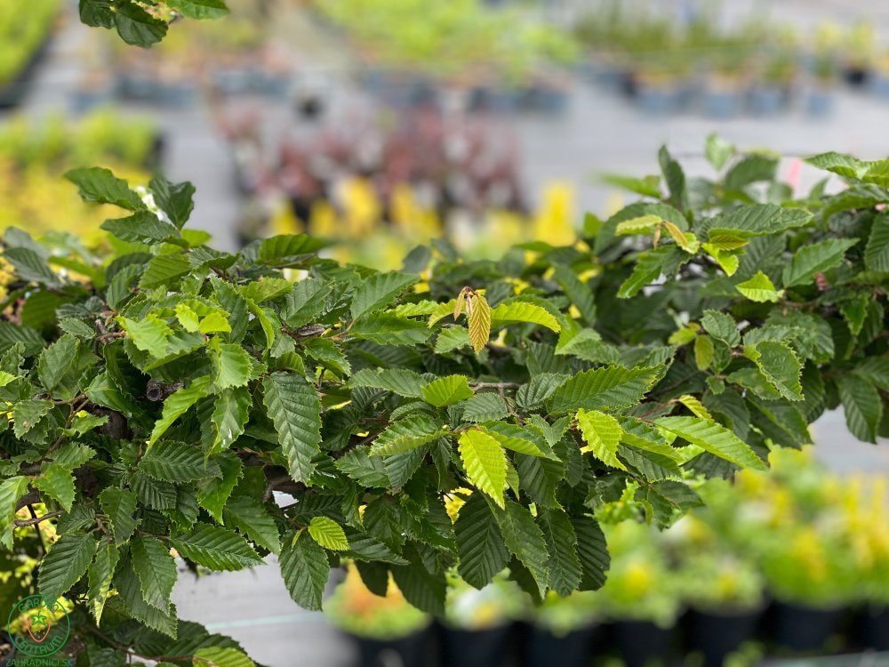 Hrab obyčajný| 200 cm| zahradnici.sk