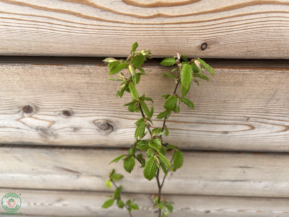 Hrab obyčajný | Výška 50-70 cm (-34°C) | zahradnici.sk