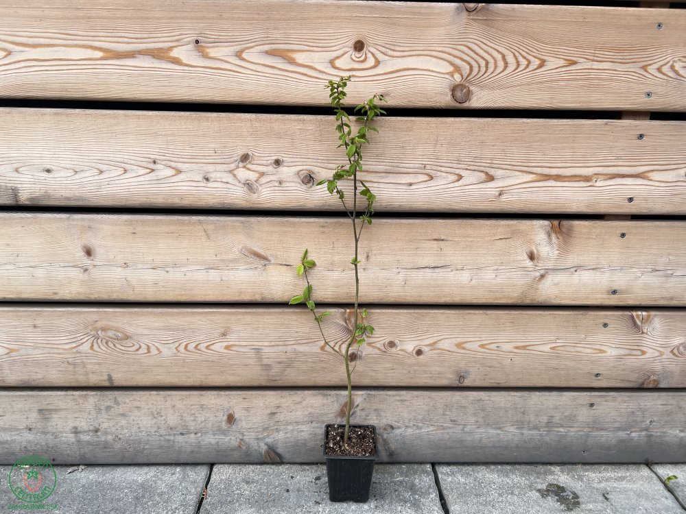 Hrab obyčajný | Výška 50-80 cm (-34°C) | zahradnici.sk