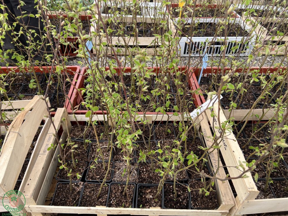 Hrab obyčajný | Výška 50-70 cm (-34°C) | zahradnici.sk