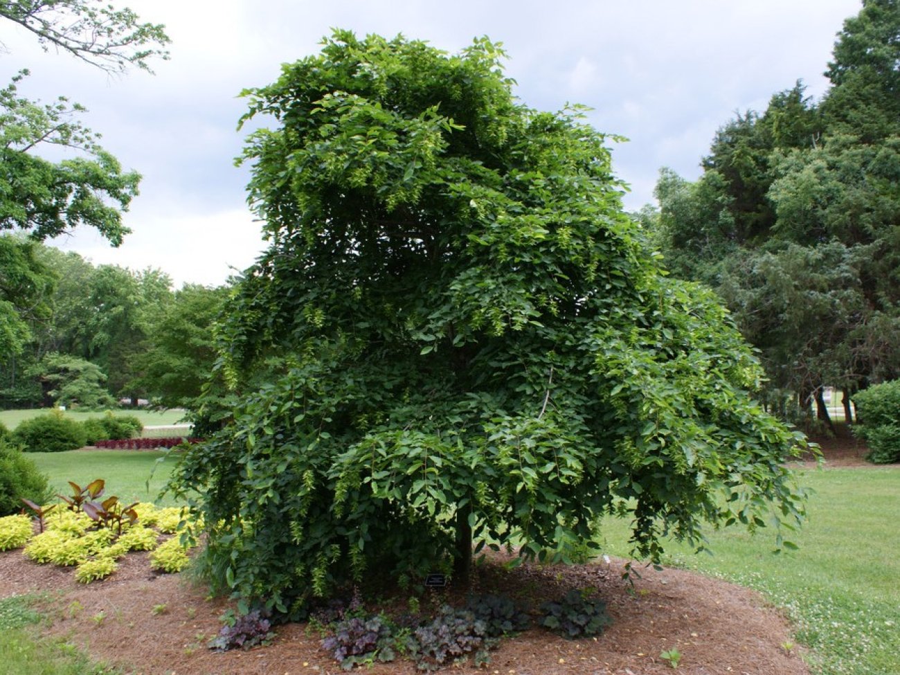 Hrab obyčajný ´PENDULA´ | 200-250 cm | zahradnici.sk