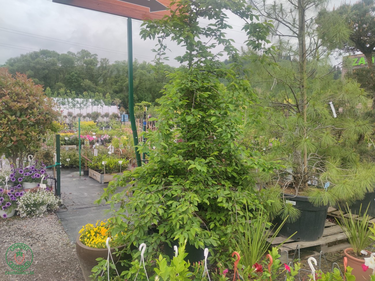 Hrab obyčajný |230-250cm |zahradnici.sk