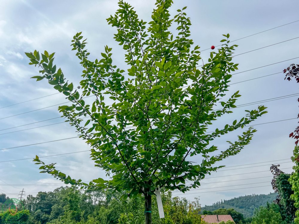 Hrab obyčajný, Carpinus betulus - zahradnici.sk