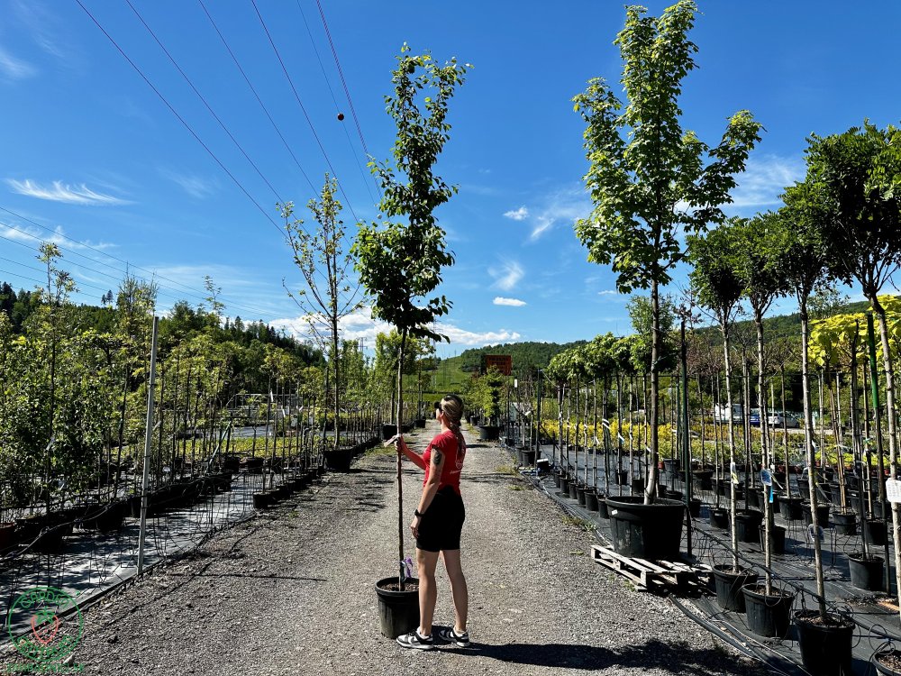 Hrab obyčajný, Carpinus betulus | 350-400 cm | zahradnici.sk