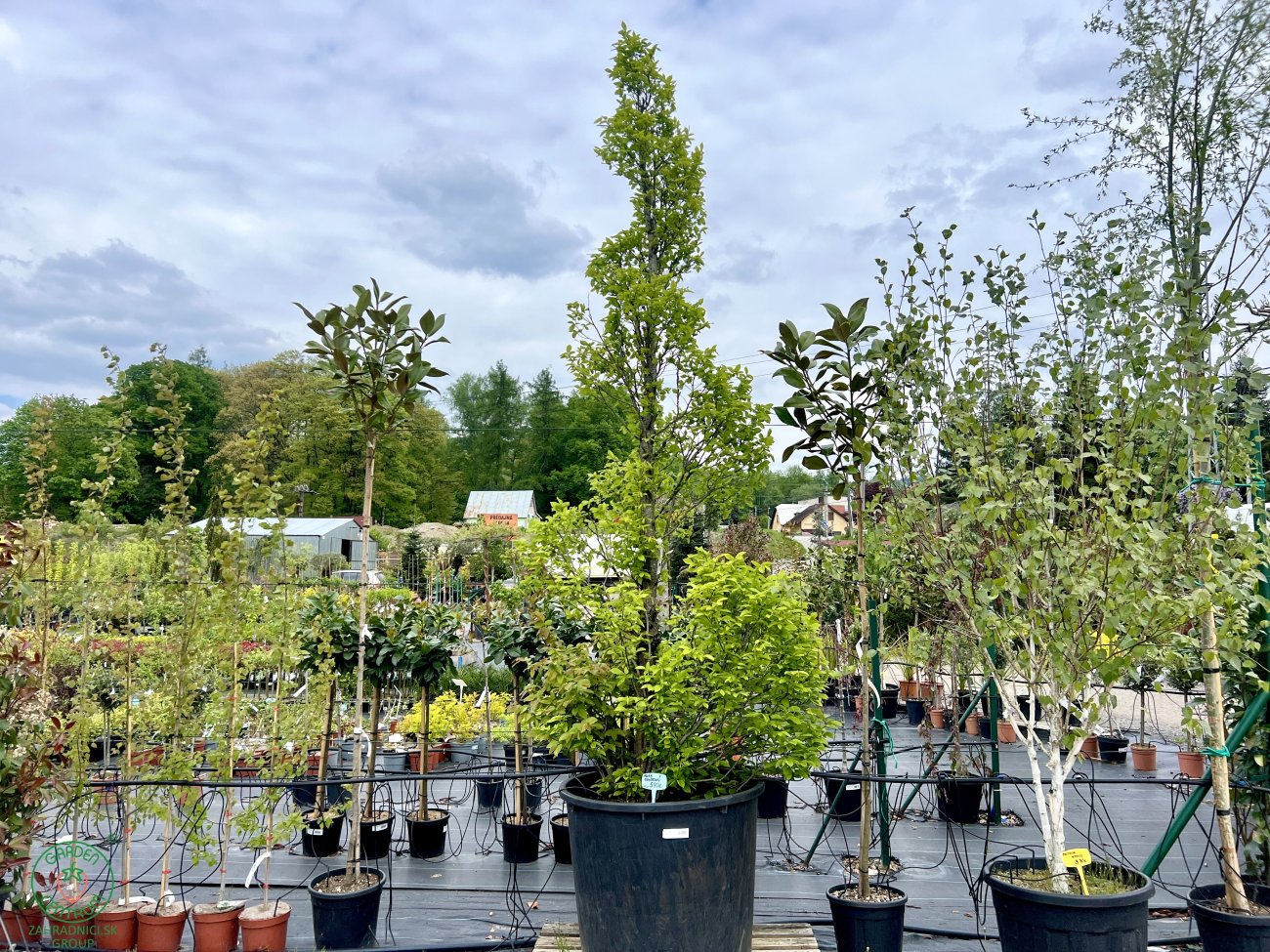 Hrab obyčajný ´PYRAMIDALIS´ | 350-360 cm | zahradnici.sk