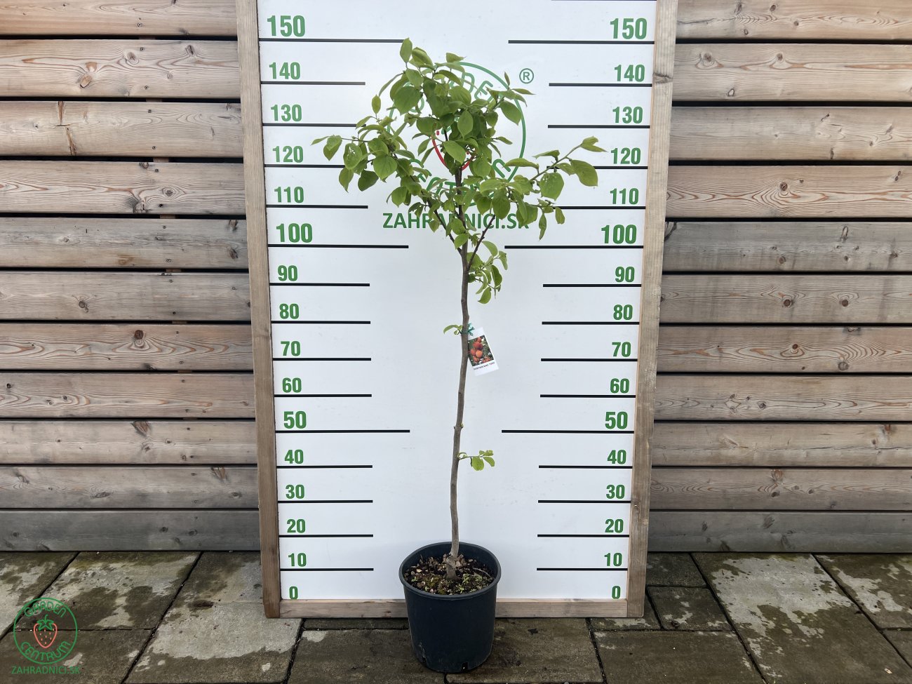 Ebenovník rajčiakonosný (Diospyros kaki) HURMIKAKI ´RAGNO´ - zahradnici.sk