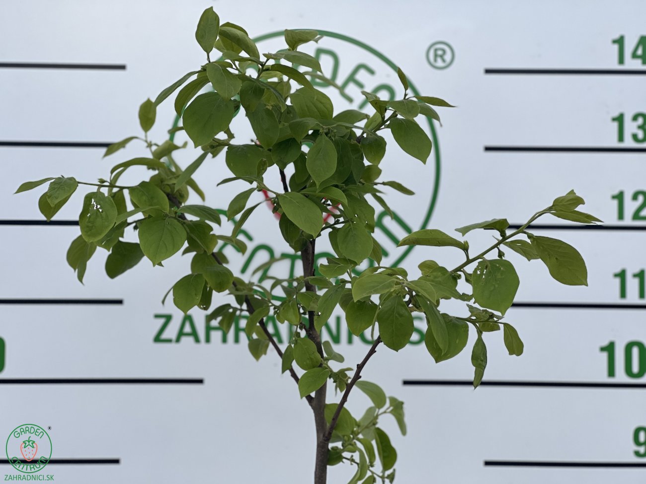 Ebenovník rajčiakonosný (Diospyros kaki) HURMIKAKI ´RAGNO´ - zahradnici.sk