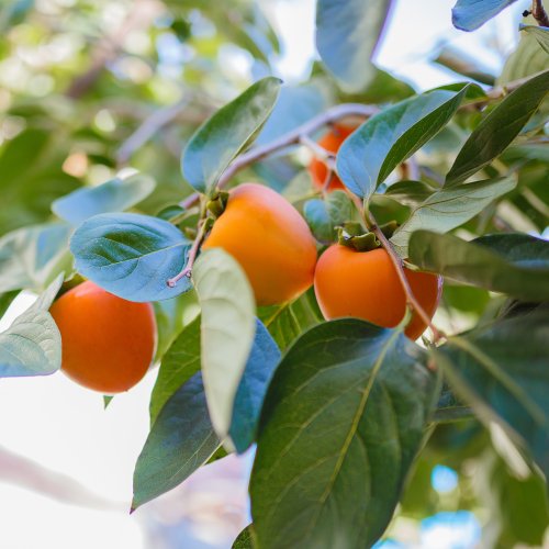 HURMIKAKI ´MUSCAT´ - zahradnici.sk