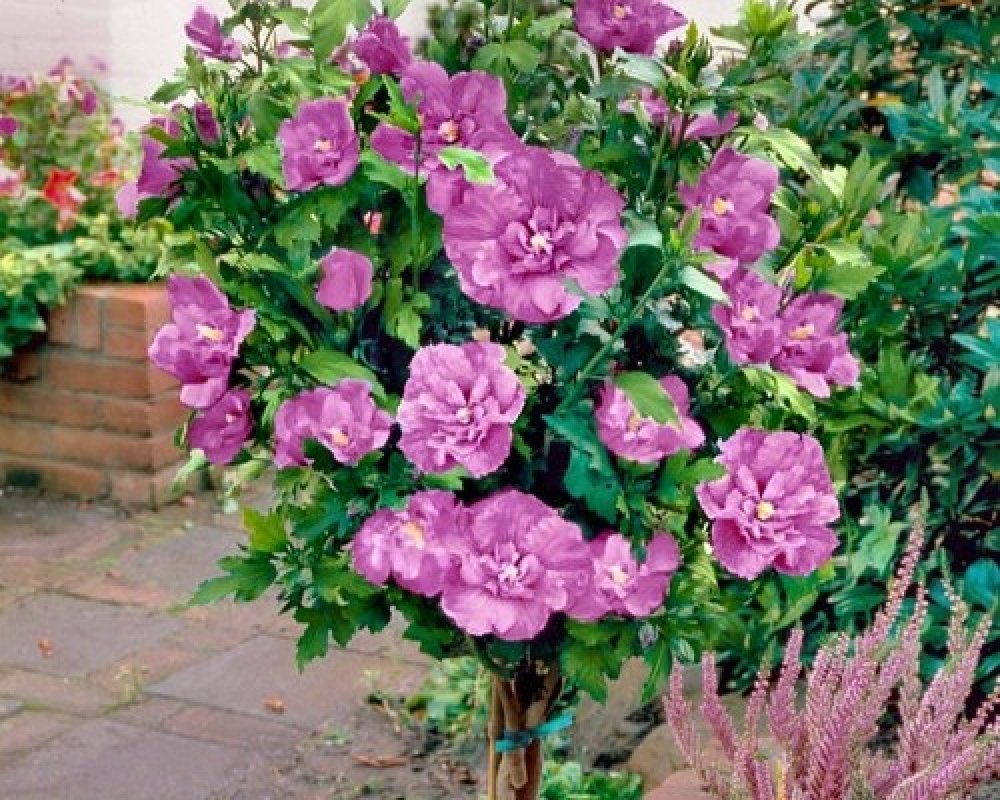 Ibištek sýrsky ´Magenta Chiffon´ | 130-150 cm | zahradnici.sk