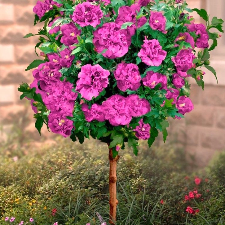 Ibištek sýrsky ´Magenta Chiffon´ | 130-150 cm | zahradnici.sk