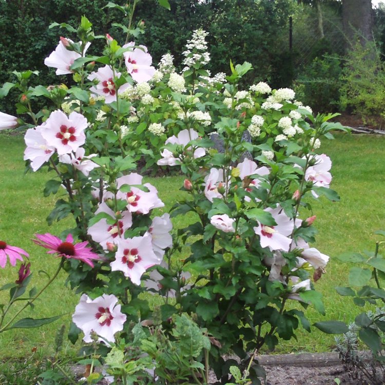 Ibištek sýrsky ´MATHILDE´| 40-60 cm| zahradnici.sk