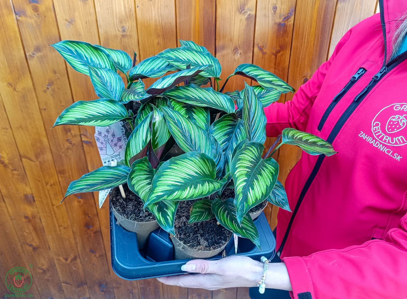 Kalatea ´BEAUTY STAR´ | 20-25 cm | zahradnici.sk