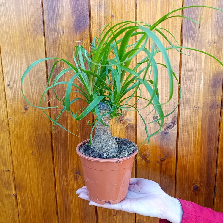 Slonia noha - Nolina | 20-30 cm | zahradnici.sk