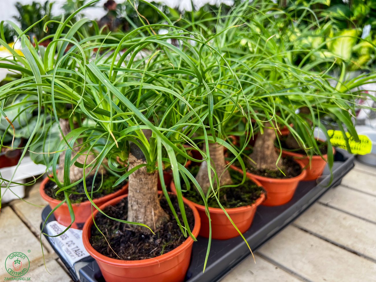 Slonia noha - Nolina | 20-30 cm | zahradnici.sk