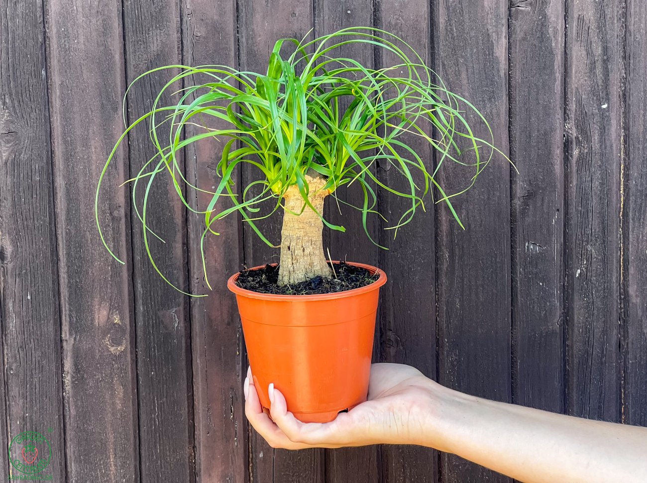 Slonia noha - Nolina | 20-30 cm | zahradnici.sk