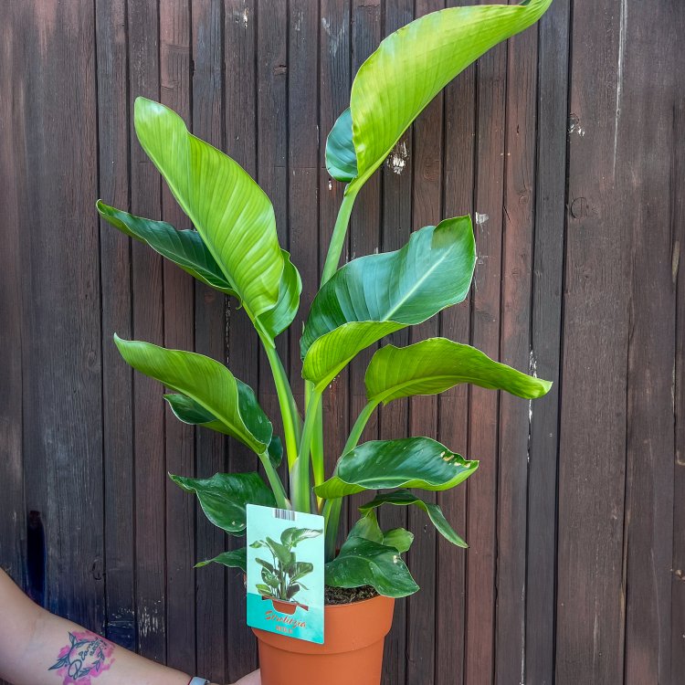 Strelícia natalská | 80-90 cm | zahradnici.sk