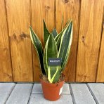 Svokrine jazyky | 25-30 cm | zahradnici.sk