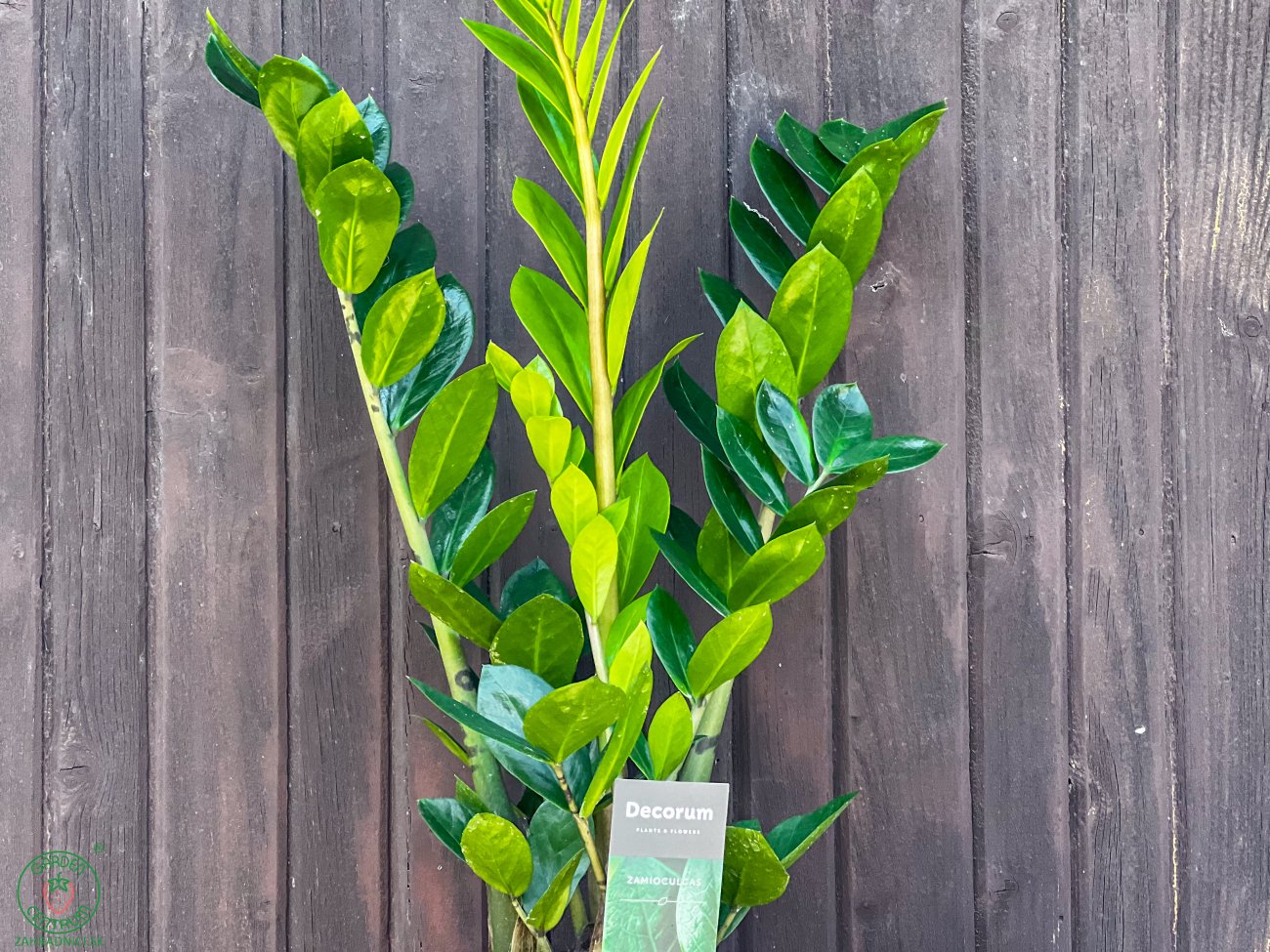 Zamiokulkas | 25-35 cm | zahradnici.sk