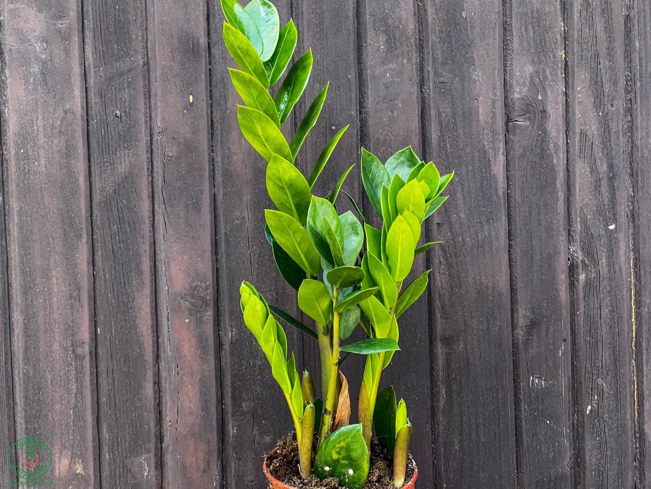 Zamiokulkas | 30-40 cm | zahradnici.sk