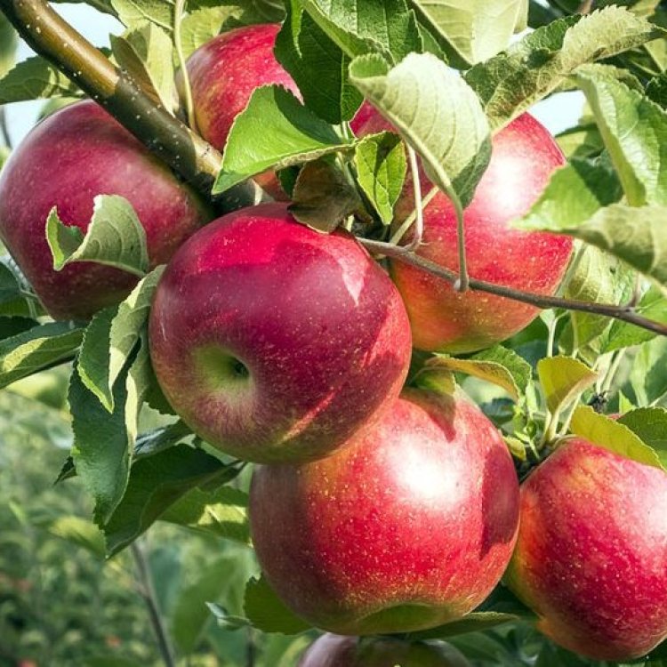 Jabloň domáca ´GALA´ | 160-180 cm | zahradnici.sk