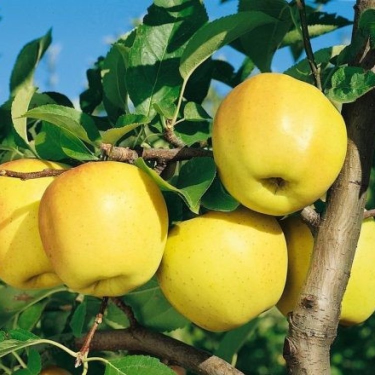 Jabloň domáca ´GOLDEN DELICIOUS REINDERS´ | 120-150 cm | zahradnici.sk