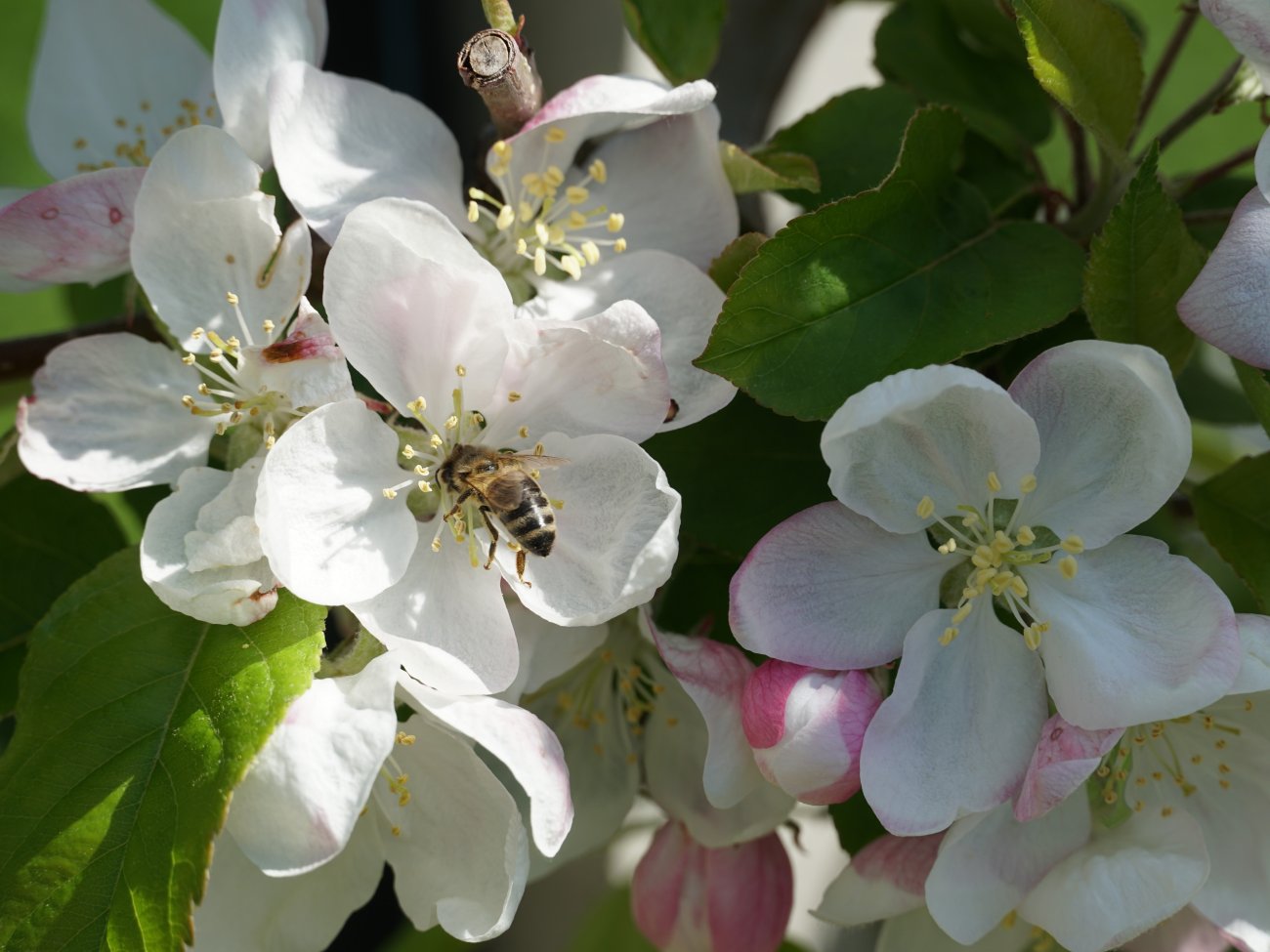 Jabloň domáca ´IDARED´ | 250-270 cm | zahradnici.sk