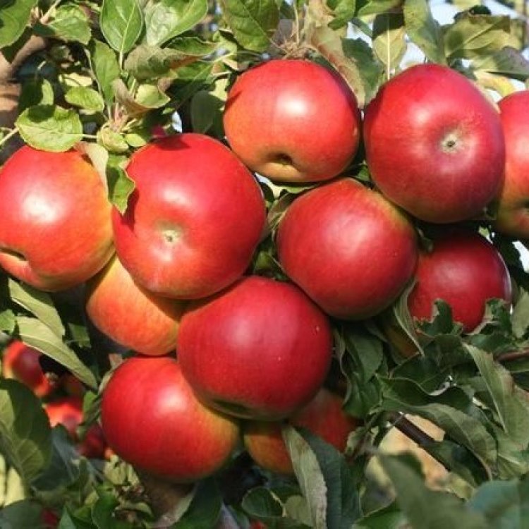 Jabloň domáca ´IDARED´ | 120-150 cm | zahradnici.sk