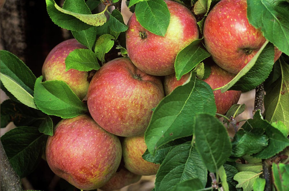 Jabloň domáca ´FUJI´ | 140-170 cm | zahradnici.sk