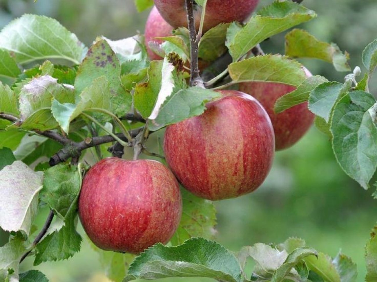 Jabloň domáca ´JONAGOLD´ | 120-150 cm | zahradnici.sk