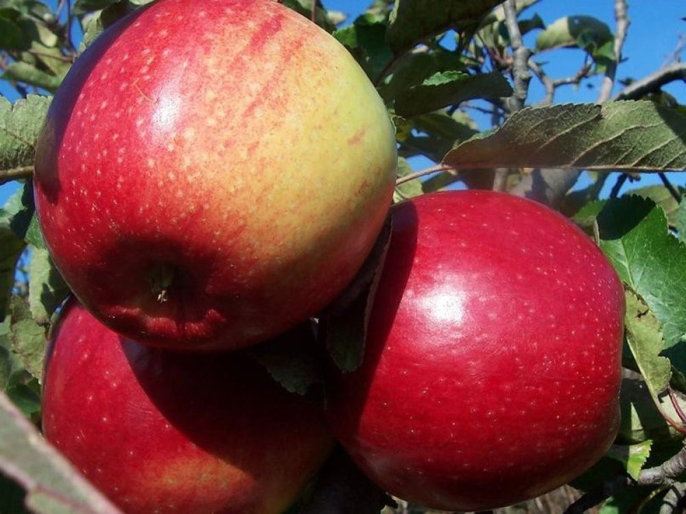 Jabloň domáca ´LIGOL´ | 110-140 cm | zahradnici.sk