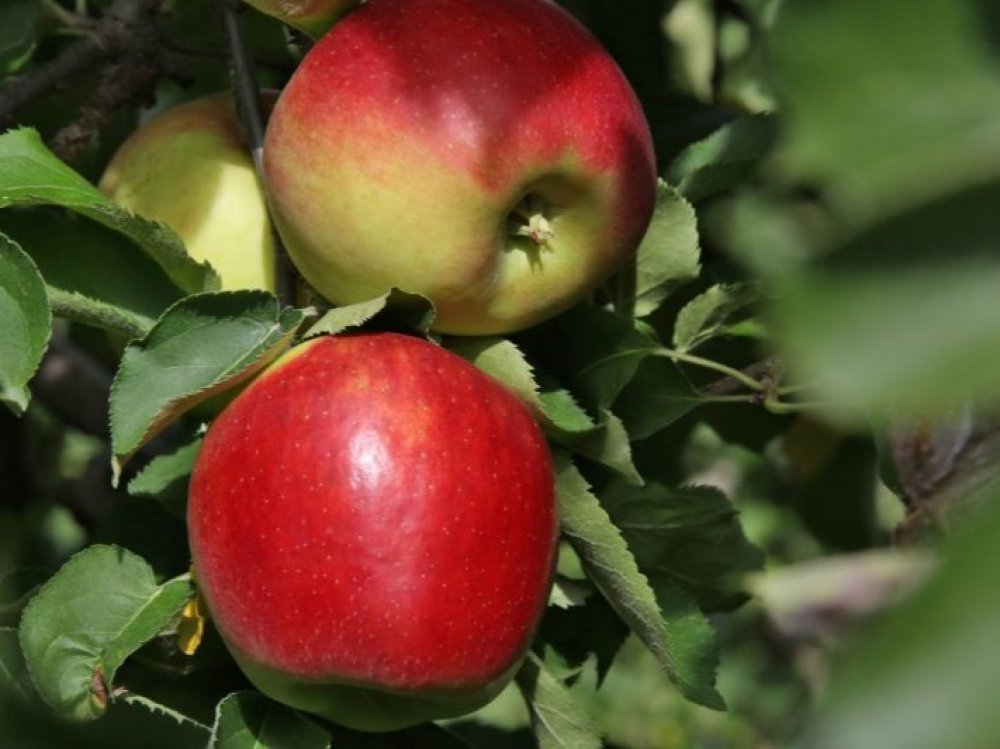 Jabloň domáca ´LIGOL´ | 140-170 cm | zahradnici.sk