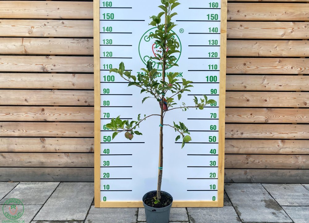 Jabloň domáca (Malus Domestica) ´PINOVA´ - zahradnici.sk